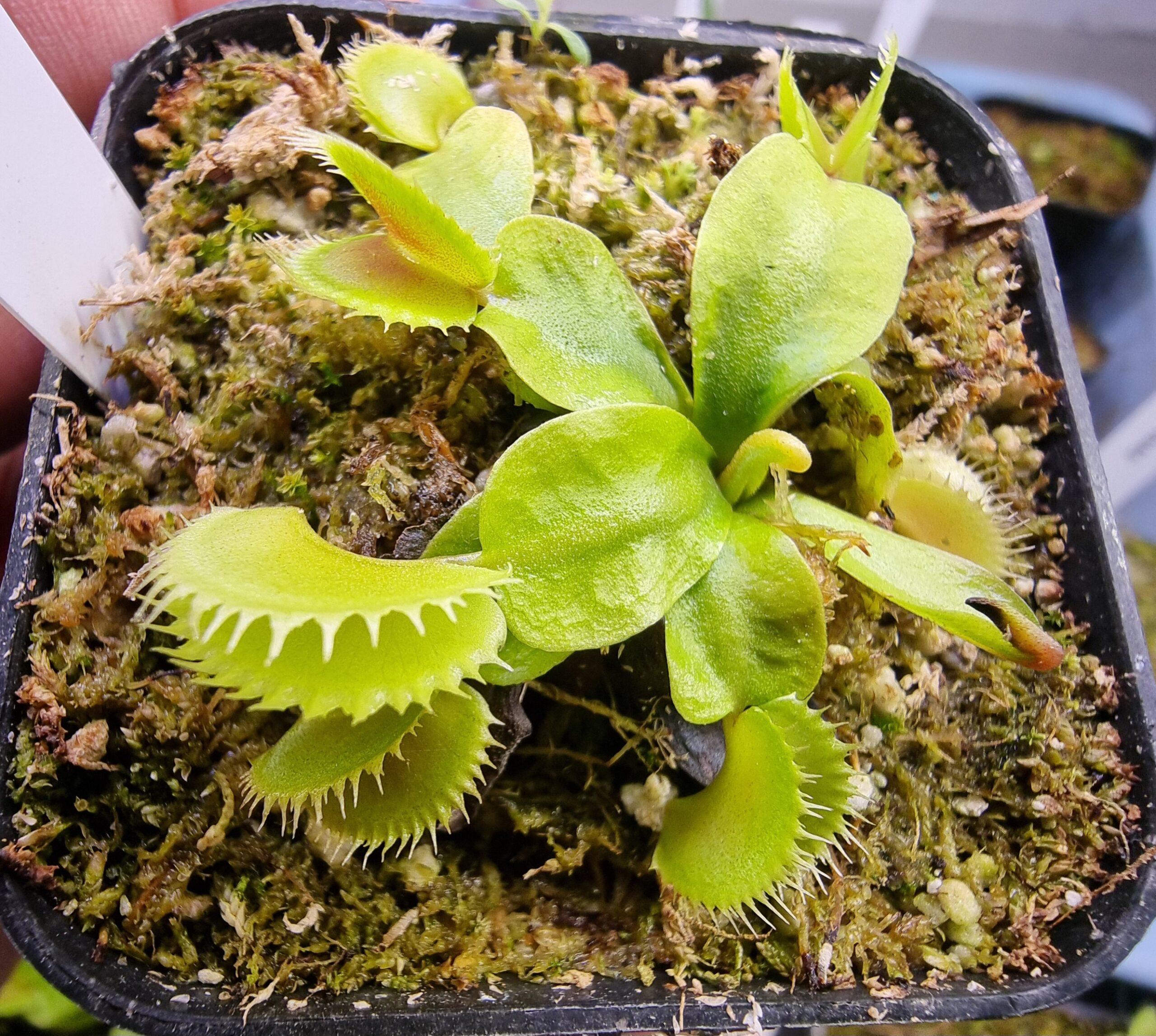 Venus Flytrap – The Shaman Valley