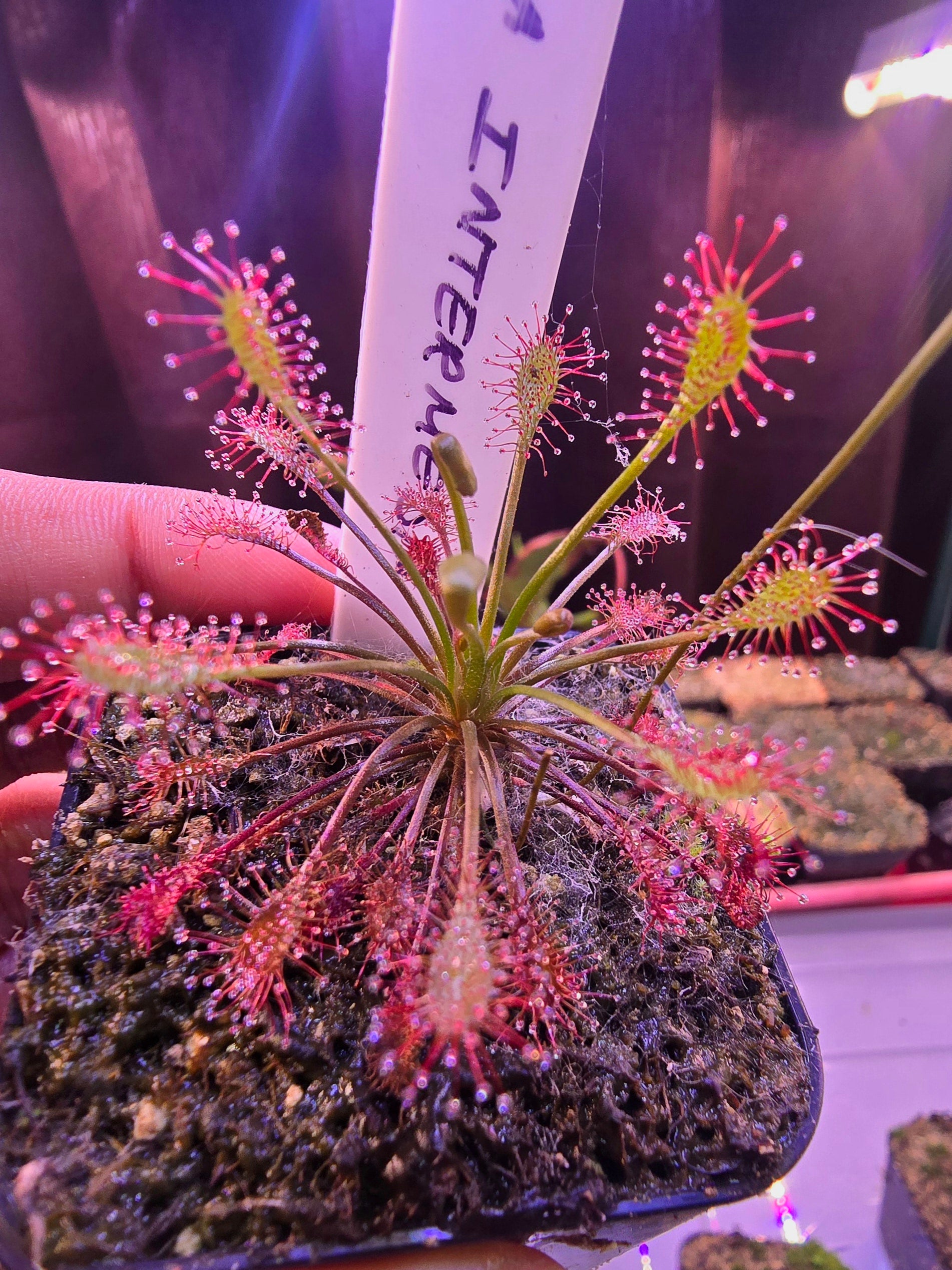 Drosera intermedia – The Shaman Valley